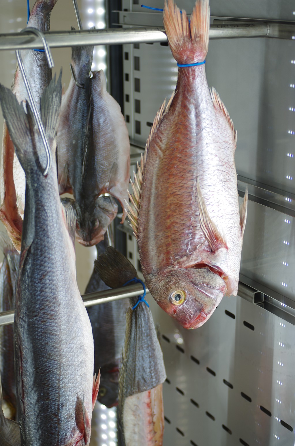 Klima Fish - Dry-aging meat - Zernike